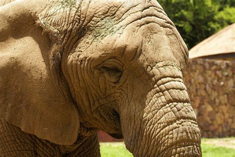 Page 5 20000 Free African Bush Elephant And Elephant Images Pixabay