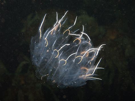 Salp Cyclosalpa Bakeri