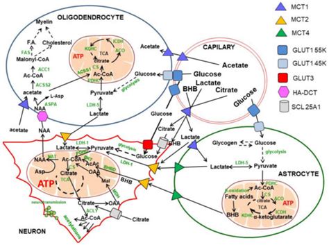 Acetyl Coa Carboxylase Pathway