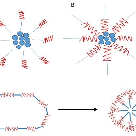 A Regular Micelle B Reverse Micelle Cunimolecular Micelle