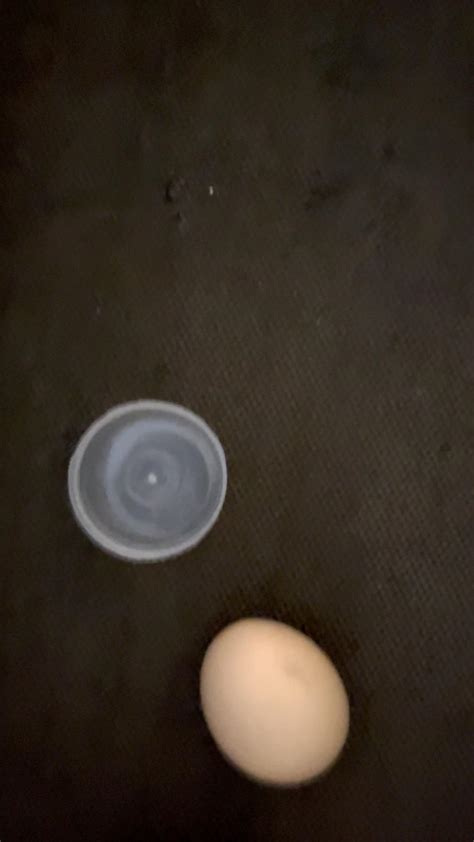 Egg Dataset Combined Object Detection Dataset By JAGADEESH