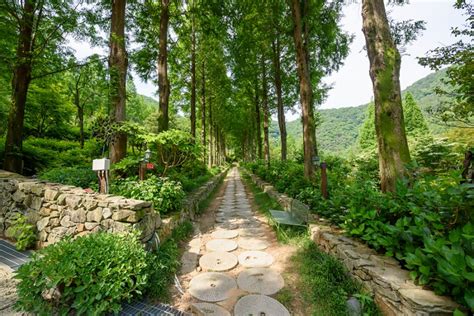 경남 고성그레이스정원 수국 개화상황 입장료 주차 이야기 네이버 블로그