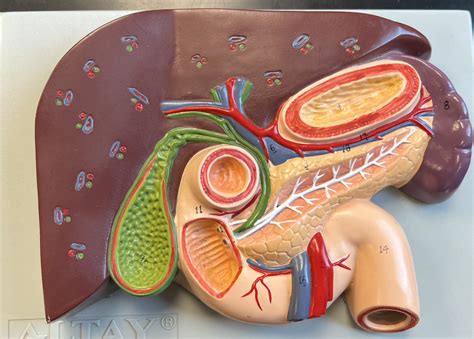 Lab 8 Liver Diagram Quizlet