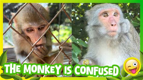 Confused Monkey Funny And Adorable Reactions That Will Make You Laugh 🐒🤔😂
