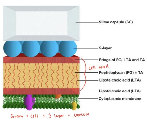 Bacterial Cell Structure Part Chapter Flashcards Quizlet