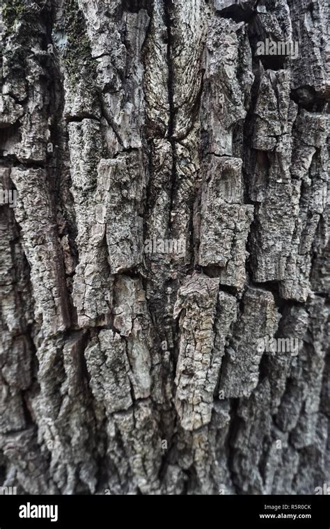 The Tree Trunk Texture Stock Photo Alamy
