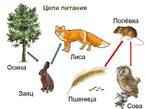 Картинки Цепи Питания Животных — Картинки фотографии