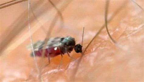 4 Jumping Bugs In Bed 2 Of Them Bite Hard