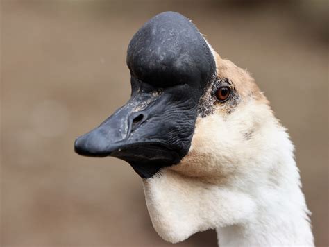 Gans weißbraun mit schwarzem Höcker Foto & Bild | tiere, haustiere ...