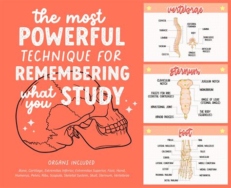 Skeletal System Anatomy Flashcards Printable PDF Etsy