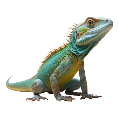 Lizard PNGs For Free Download