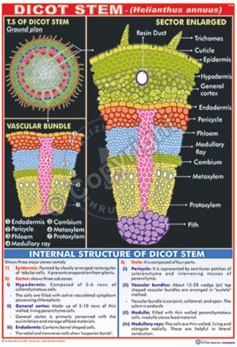 Victory Graphik B Secondary Growth Of Dicot Root