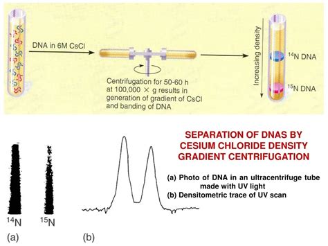 Ppt Dna Replication Powerpoint Presentation Free Download Id 9414716