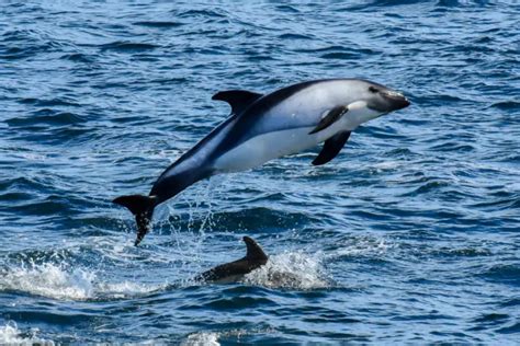 28 Types Of Dolphins With Pictures And Identification