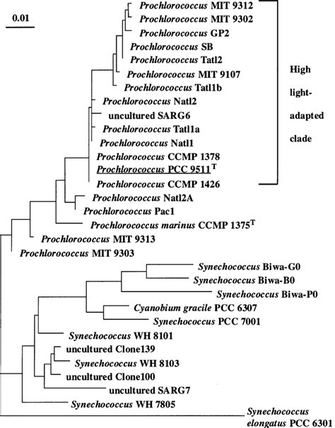 Phylogenetic Tree Inferred From 16s Rrna Gene Sequences By Maximum