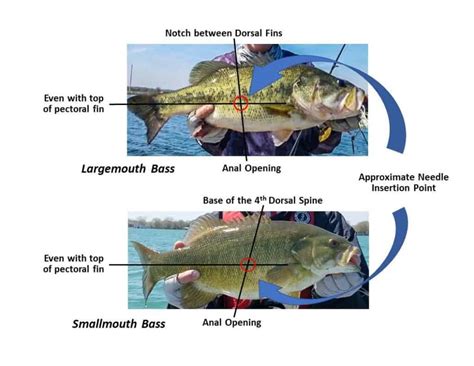 Learn How To Fizz A Bass Safely And Responsibly