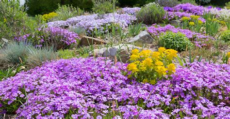 These 9 Native Groundcovers Thrive In Georgia Front Yards When Planted