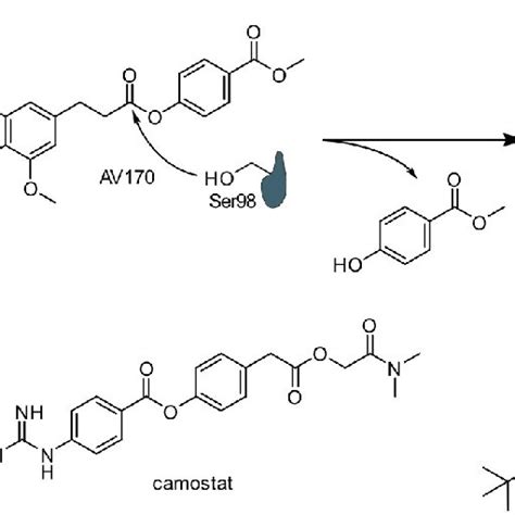 A Structure Of The Proteolytic Clpxp Complex Consisting Of Download Scientific Diagram