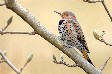 Northern Flicker Yellow Shafted Ebird