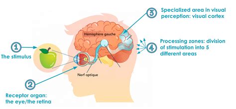 Visual Perception Simply Psychology Attention