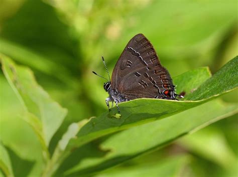 Businessautomation Workflowoptimization Ai Processautomation