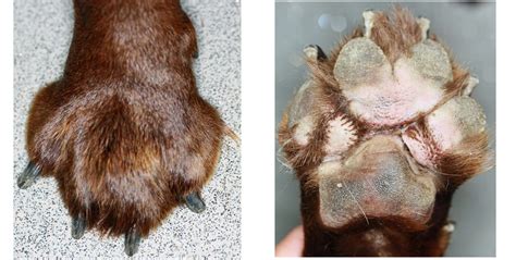 Interdigital ‘cysts Pododermatitis The Skin Vet Interdigital ‘cysts Pododermatitis The Skin Vet
