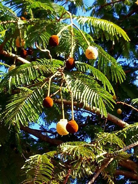 Parkia Timoriana Tree Growing In Hilly Topography Download Scientific Diagram