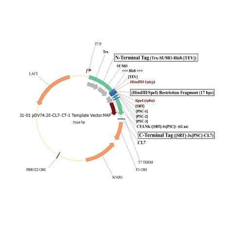 What Is Terminal N At Skye Milliner Blog