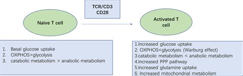 Metabolic Reprogramming During Naïve T Cell Activation Naïve T Cells