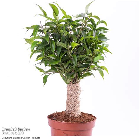 Ficus Benjamina Natasja