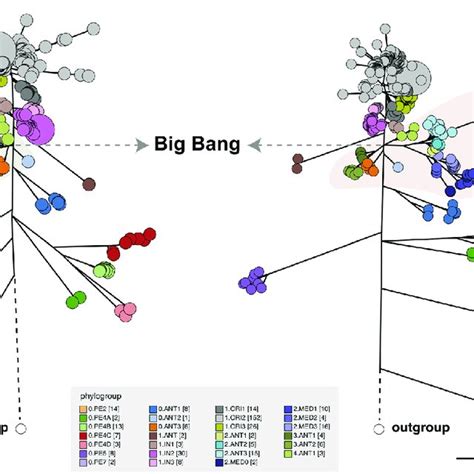 Comparation Of Indel Based And Snp Based Phylogeny With 365 Genomes Of
