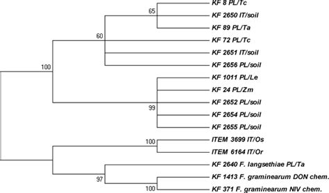 most parsimonious tree for the 14 strains tested based on the