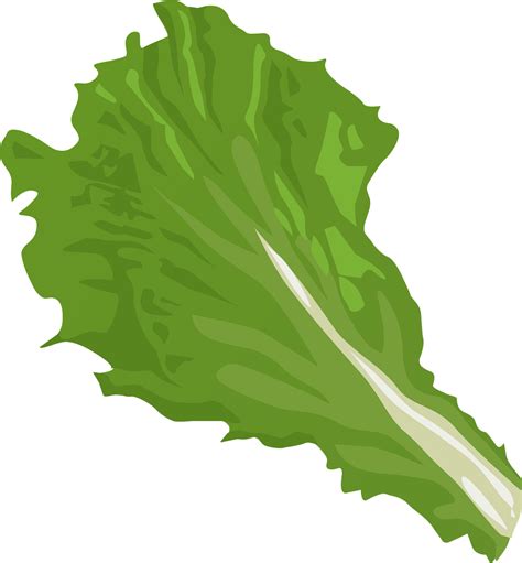 200 Lettuce Illustrations And Drawings Pixabay