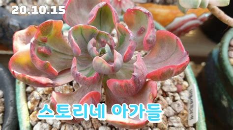 다육스토리네 아가들 구경해보세요 Youtube