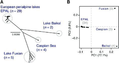 Four Distinct Subpopulations Of Planktonic Ca N Limneticus In