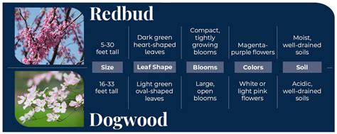Redbud Trees Everything You Need To Know Arbor Masters