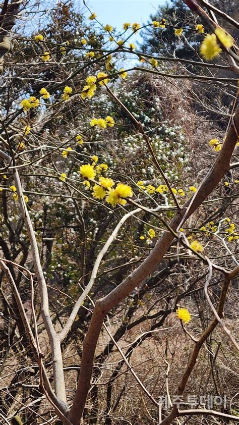 이른 봄 산속에 연노란꽃이 피는 생강나무