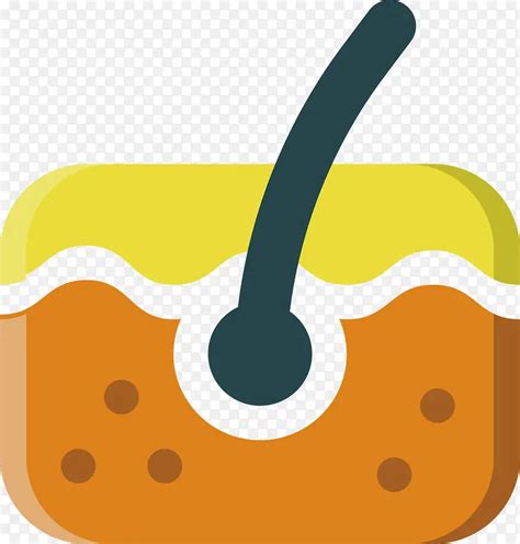 人体的皮肤结构卡通png图片素材下载 图片编号yabzobmq 免抠素材网