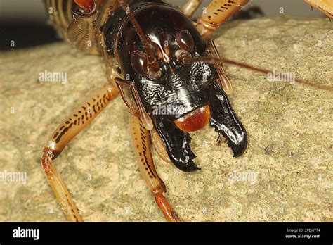Wellington Tree Weta Hemideina Crassidens Stock Photo Alamy