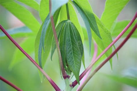 Close Up Of Cassava Stems And Leaves Stock Image Image Of Natural