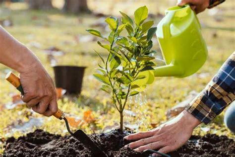 Trees You Ll Want To Avoid What To Plant Instead Dengarden
