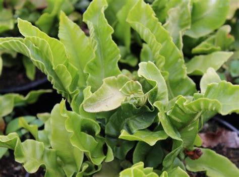 Asplenium Scolopendrium