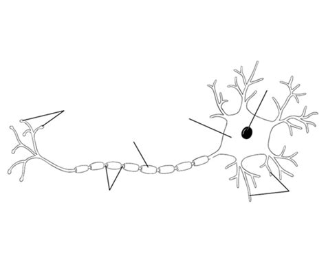 Labeling Neuron [motor] Quiz