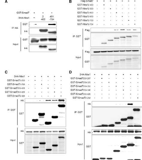 identification of the binding regions that are critical for nbs1 smad7