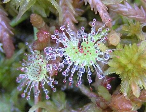 Росянка — растение хищник приманивающее жертвы своей красотой Плотоядные растения Растения