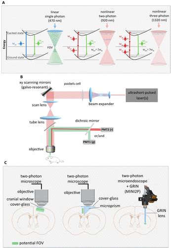 Window Into The Brain In Vivo Multiphoton Imaging Acs Photonics