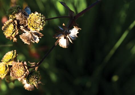 Neb Expressions 2021 Issue 3 Expressions Neb Expressions Rna Synthesis Mrna Capping