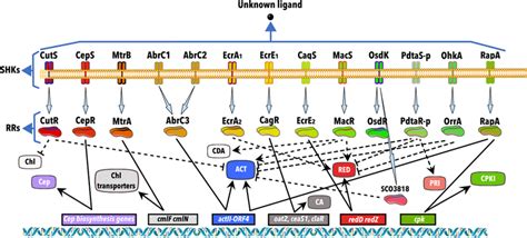 A Schematic Representation Of The Regulation Pathways By The