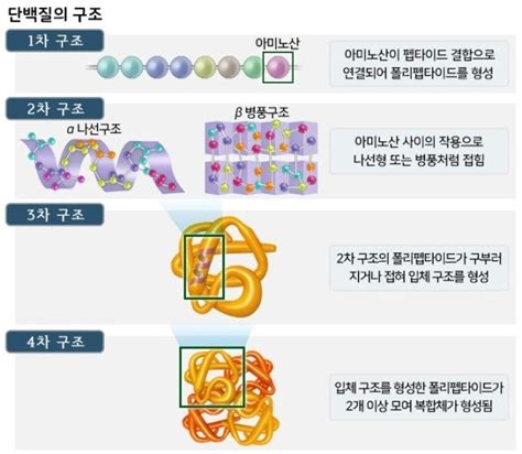 생체분자구조와 고등학교 화학1의 분자구조 지식in