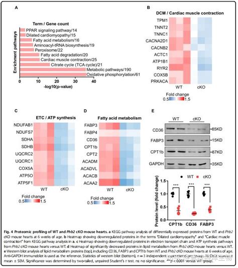 【跟着文献搞课题】之脂质代谢（脂质代谢重编程） 知乎